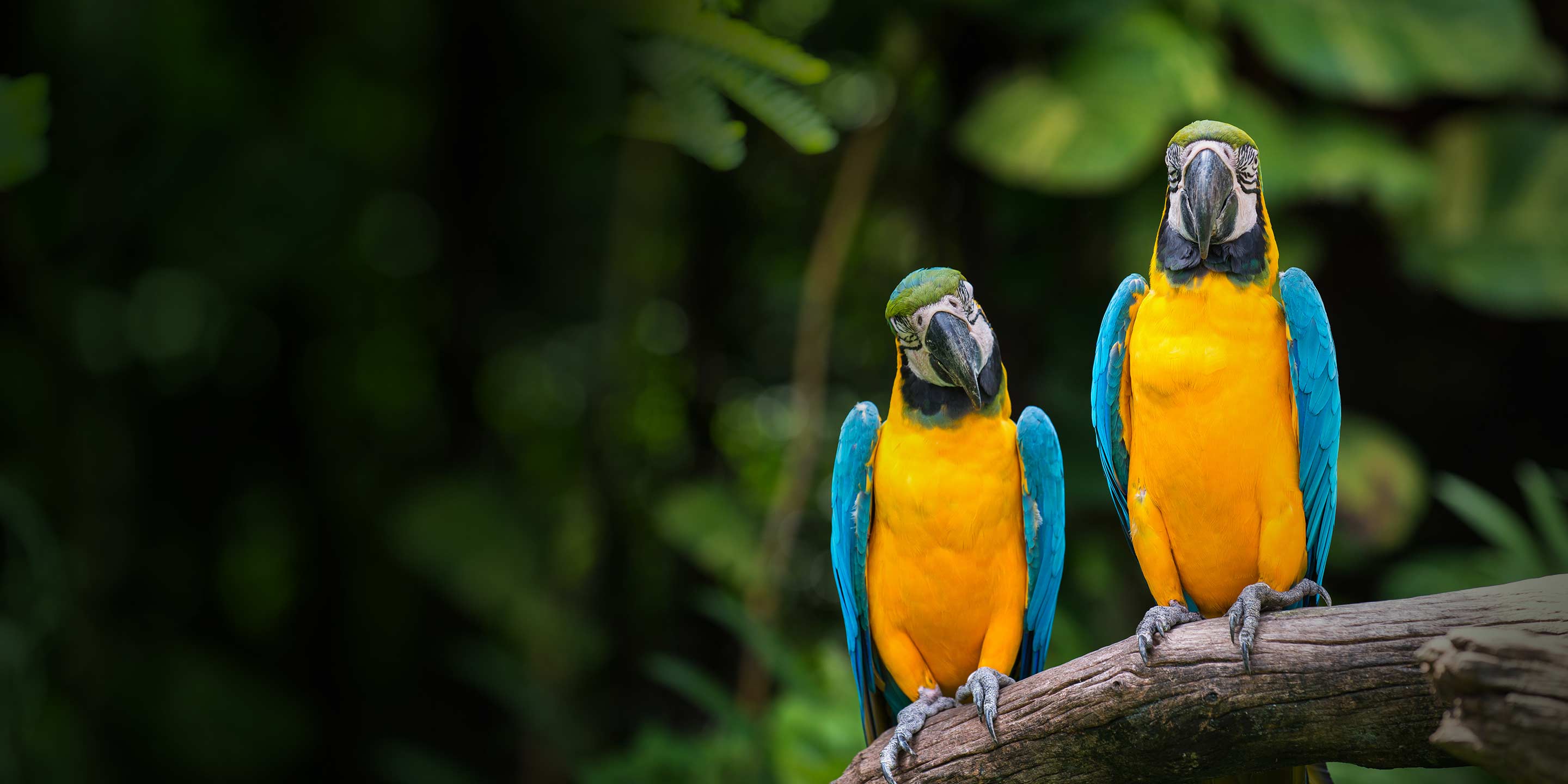 Morley-IAS introduces some creature comforts to Chester Zoo